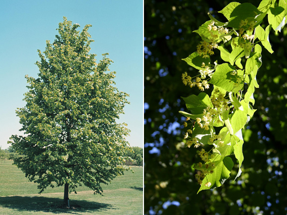 Liepos mėnesio pasiūlymas - Medeinės Parkai